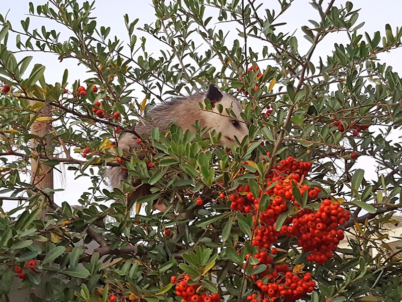 ‘Possum Lady’ to give presentation to Hemet’s SAGE Society - The Hemet ...
