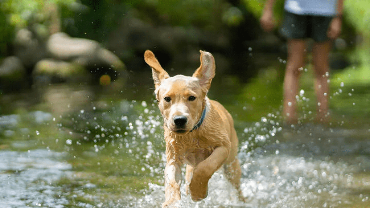 Dog-killing flatworm discovered in Southern California - The Hemet ...