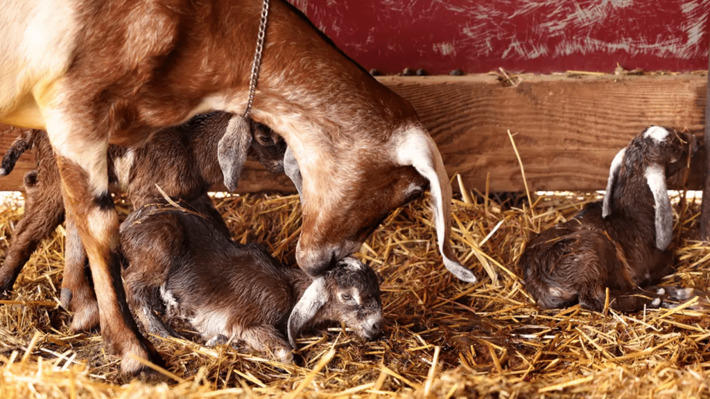 The Inland Empire’s last goat dairy farmer faces a precarious future ...