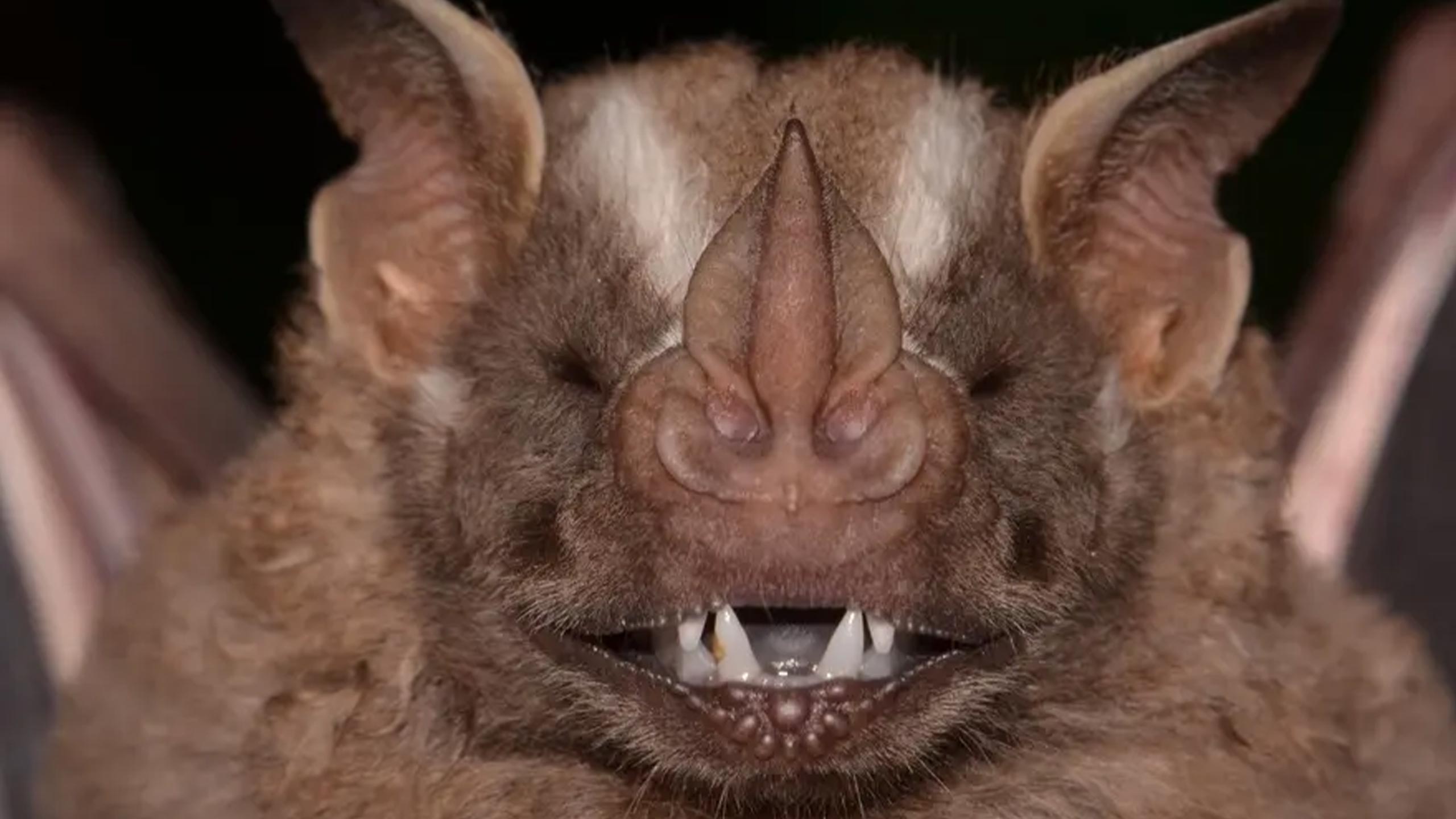 Rabid Bat Found At San Diego Zoo Safari Park,