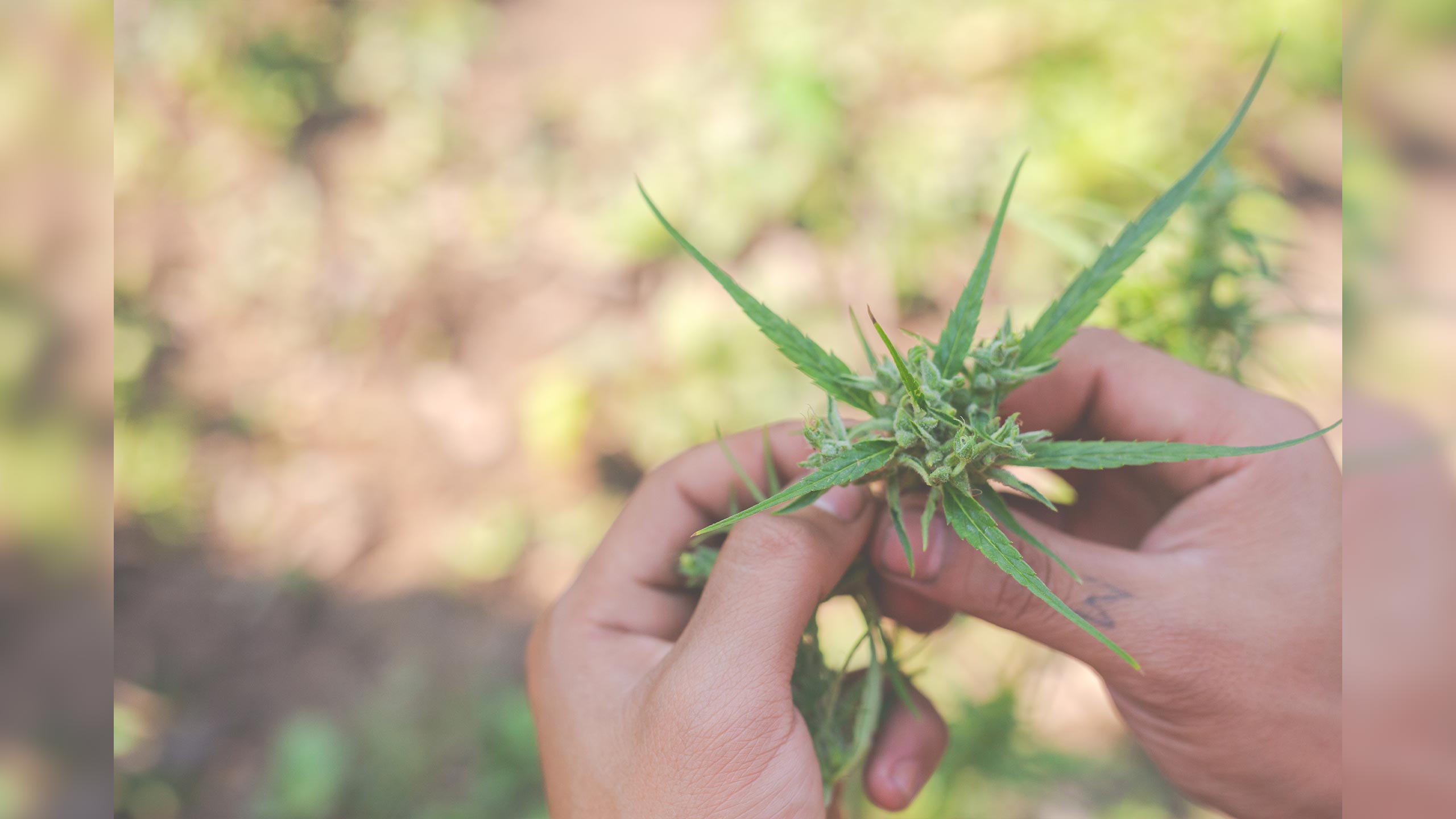 500 federal agents and soldiers raid marijuana farms